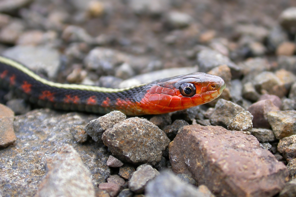 Red-spotted Garter Snake from Lane County, OR, USA on September 6, 2013 ...