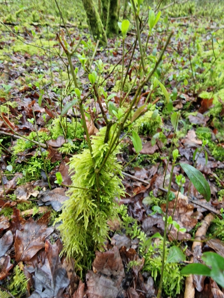 Common Striated Feather-moss from Furzefield Wood West Sussex, England ...