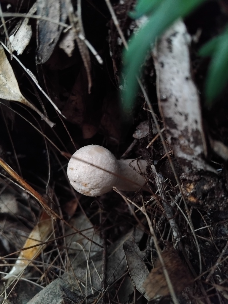 Boletellus from Sydney NSW, Australia on March 2, 2024 at 05:34 PM by ...