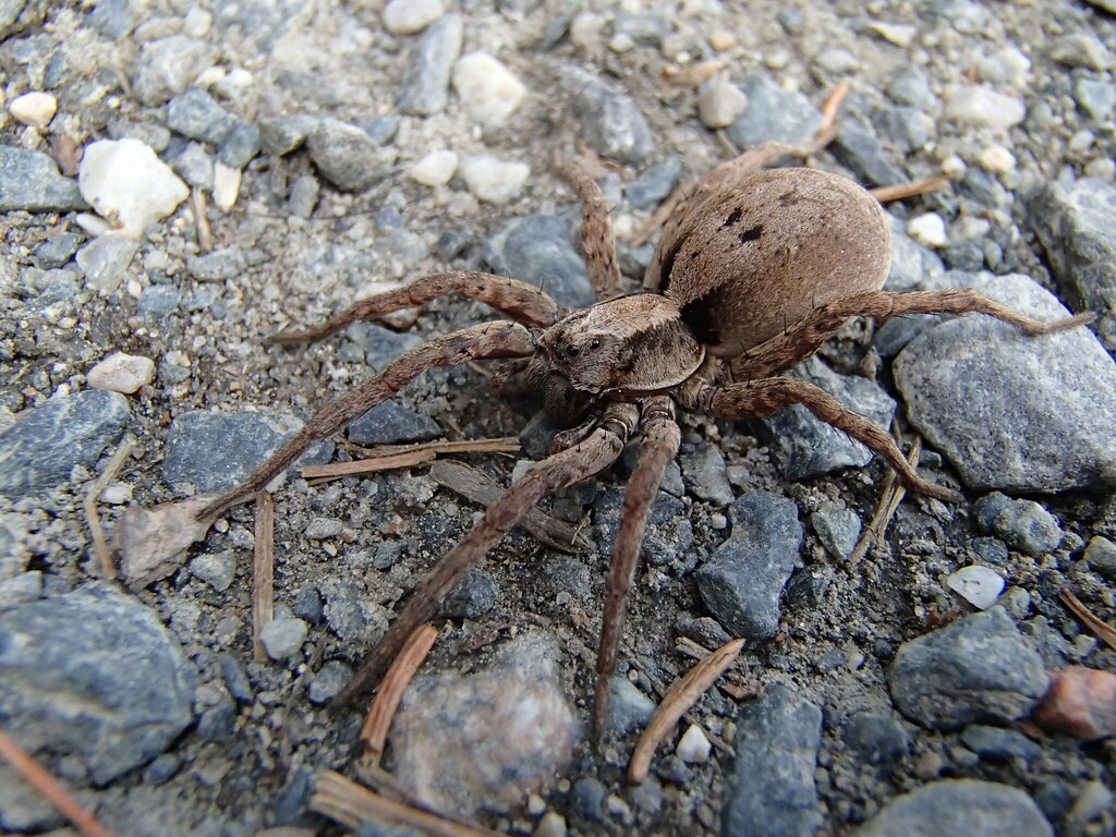 Forest Wolf Spider from Mt Desert, ME, USA on May 17, 2022 at 04:39 PM ...
