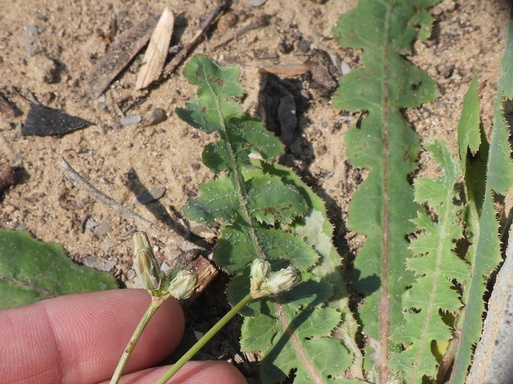 Launaea capitata from Mushrif - Dubai - United Arab Emirates on ...