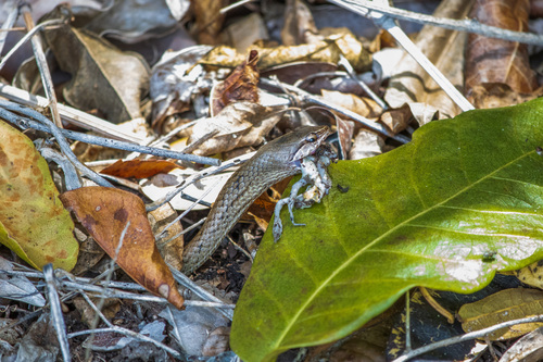 Cuban Racer (Cubophis cantherigerus) - Snakes and Lizards