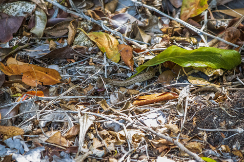 Cuban Racer (Cubophis cantherigerus) - Snakes and Lizards