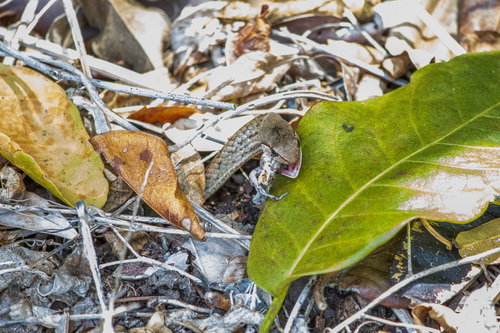 Cuban Racer (Cubophis cantherigerus) - Snakes and Lizards