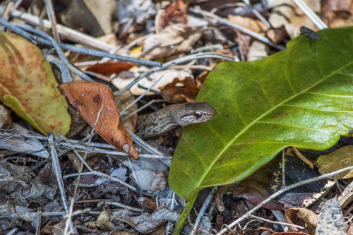 Cuban Racer (Cubophis cantherigerus) - Snakes and Lizards