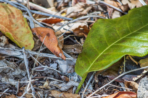 Cuban Racer (Cubophis cantherigerus) - Snakes and Lizards