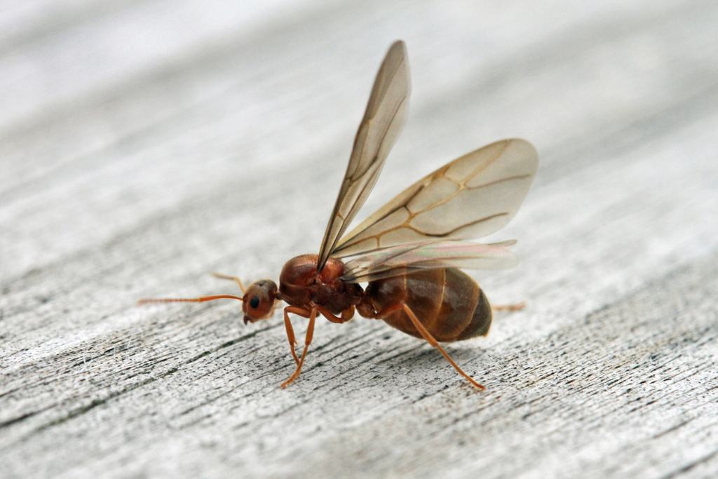 American Winter Ant from Southwest Philadelphia, Philadelphia, PA, USA ...