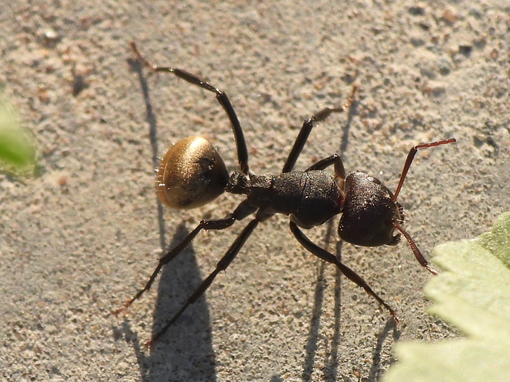 Silky Sugar ant from Mushrif - Dubai - United Arab Emirates on February ...