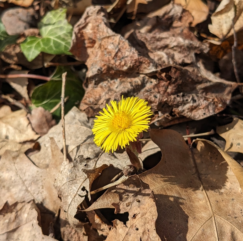 colt's-foot from Wadsworth Township, OH, USA on March 12, 2024 at 03:33 ...