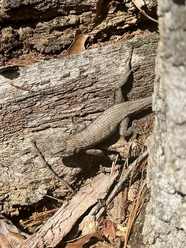 Eastern Fence Lizard from Pisgah National Forest, Candler, NC, US on ...