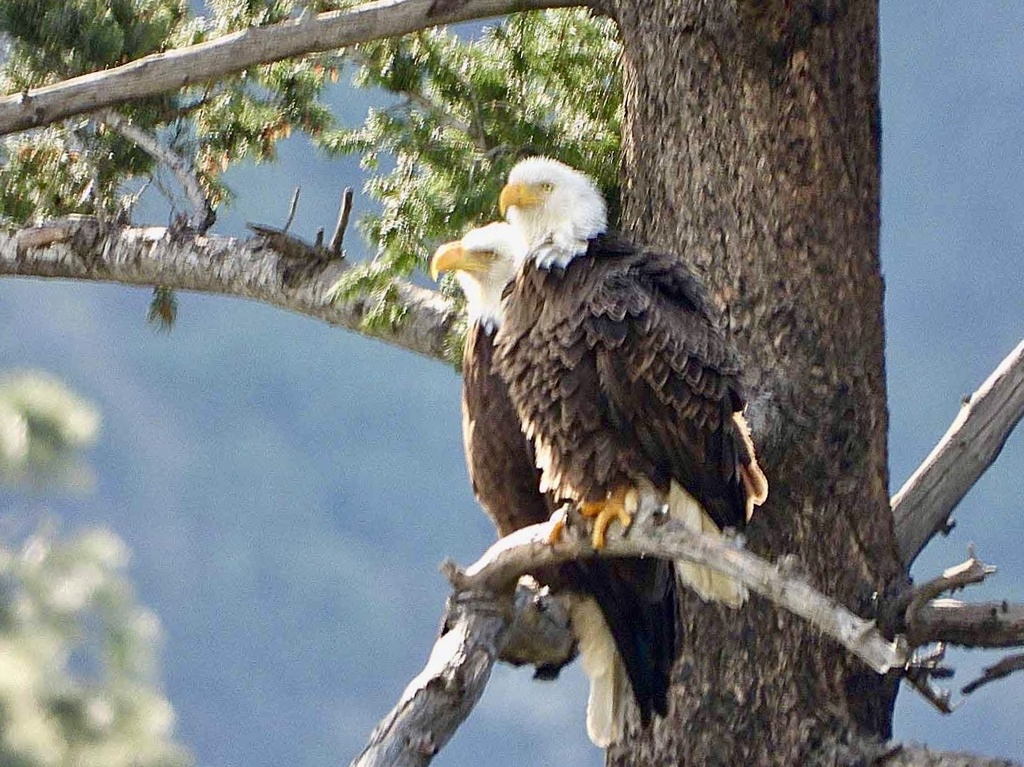 Bald Eagle from San Gabriel Mountains National Monument, Glendora, CA ...