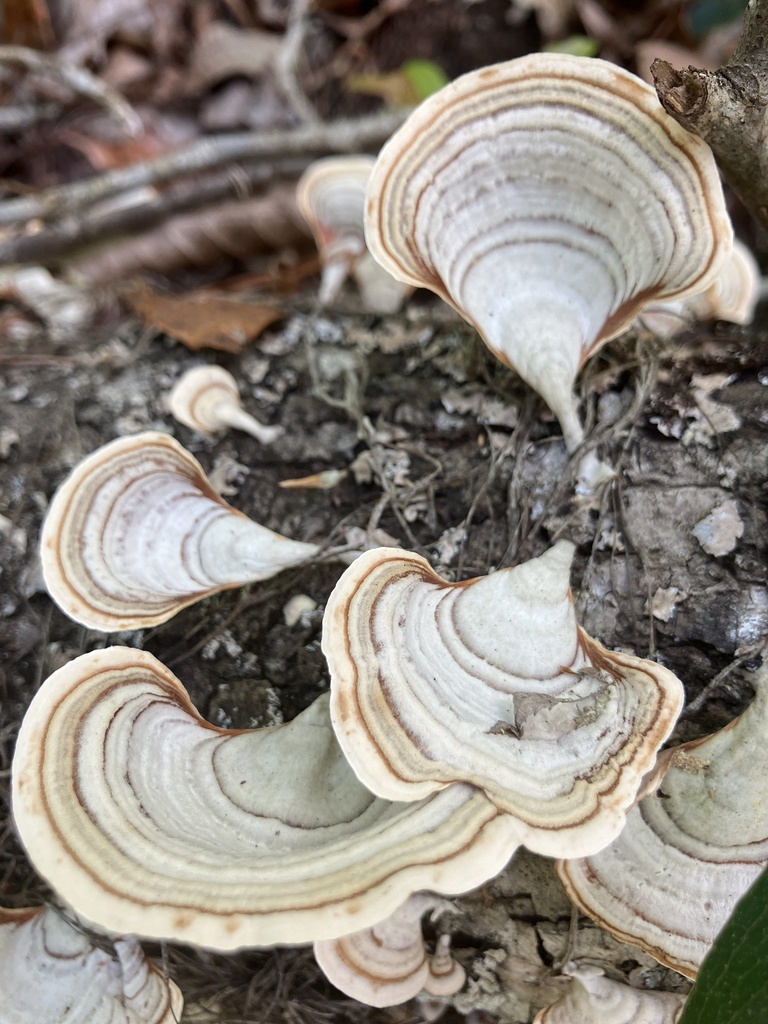 Stereum lobatum from Gainesville, FL, US on March 12, 2024 at 12:02 PM ...