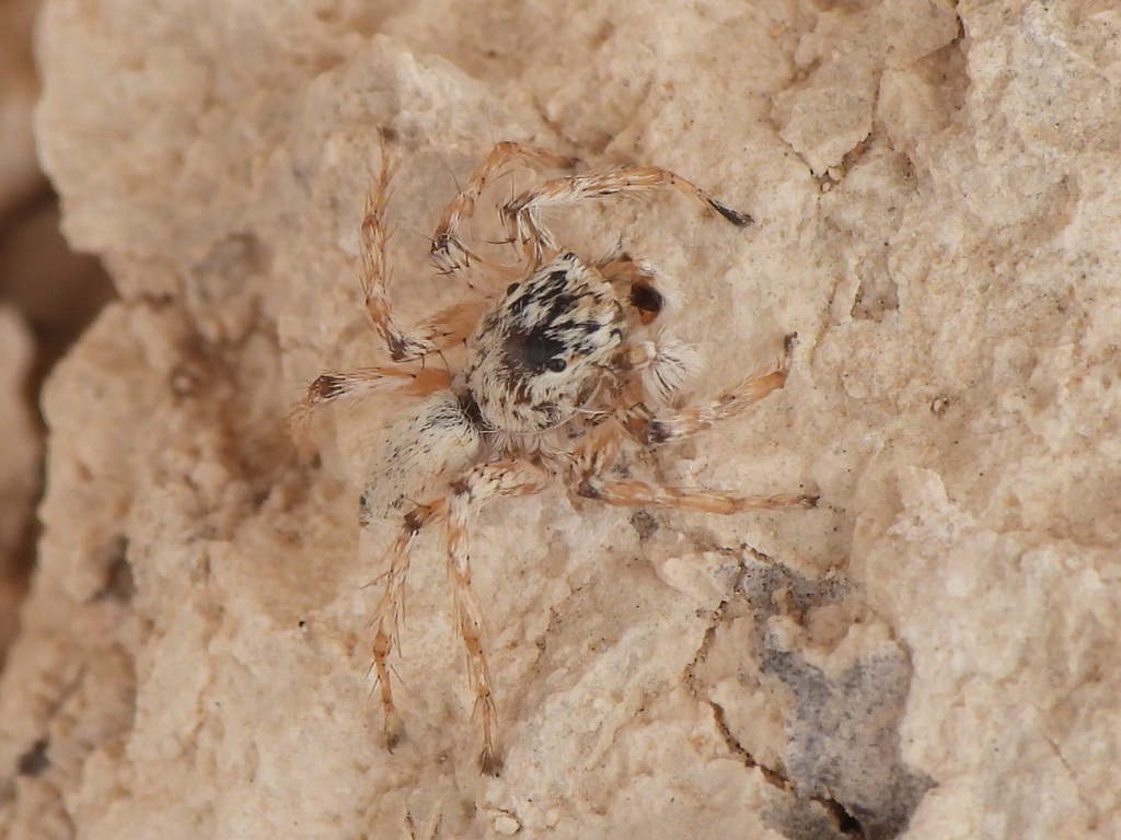 Plexippoides flavescens from Al Ahsa Saudi Arabia on March 7, 2024 at ...