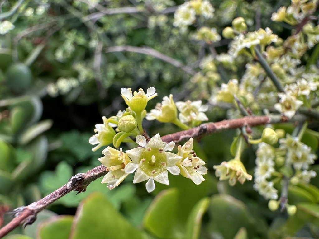 California adolphia in March 2024 by Eric Alan Isaacson · iNaturalist