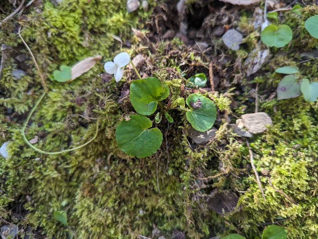 sweet white violet in March 2024 by Ryan Sorrells · iNaturalist