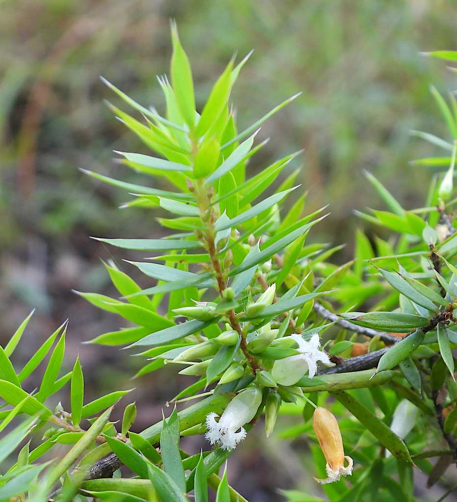 Prickly Beard-heath from Mount Coot-Tha QLD 4066, Australia on March 12 ...
