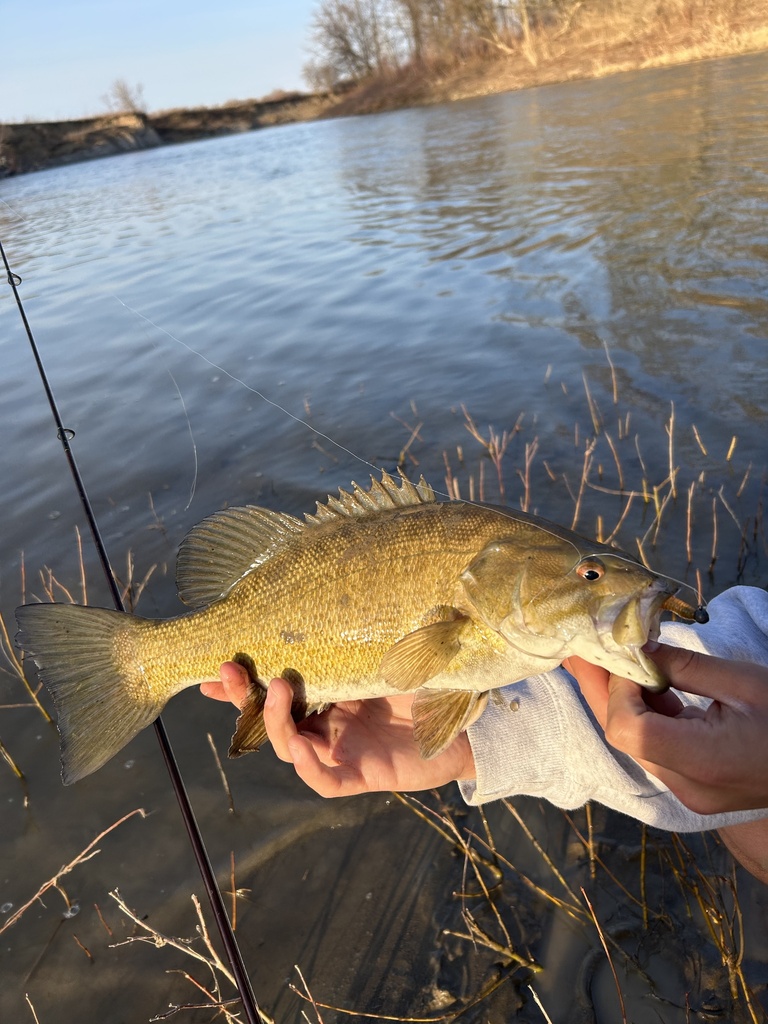 Smallmouth Bass from Genesee River, Houghton, NY, US on March 12, 2024 ...