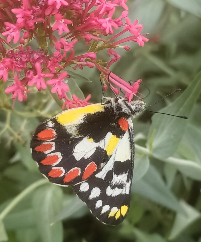 Red-spotted Jezebel from Ashbourne VIC 3442, Australia on March 11 ...