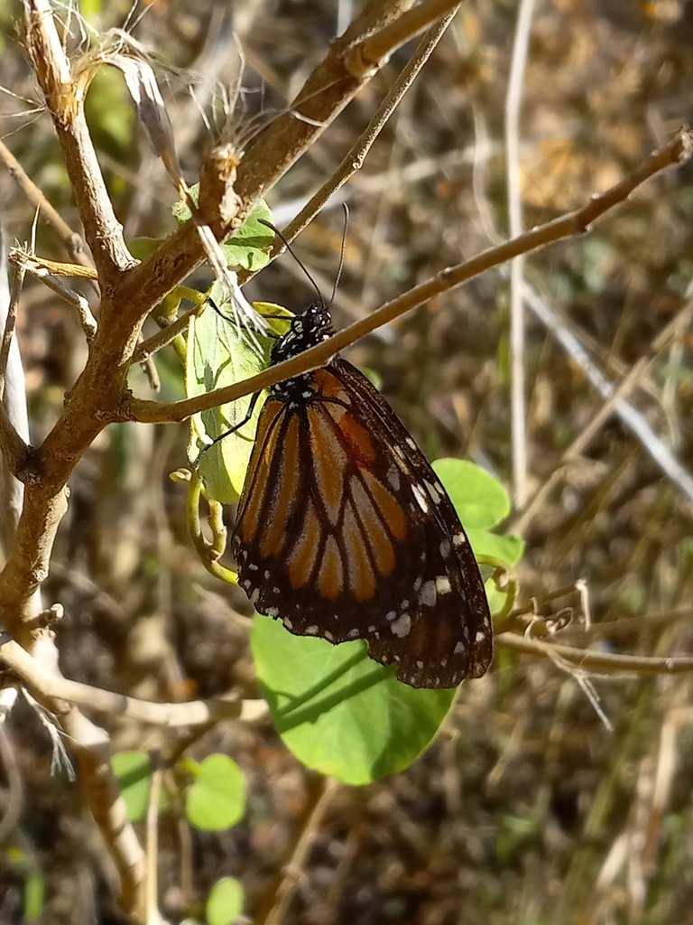 Caribbean Queen in March 2024 by Martin Reith · iNaturalist