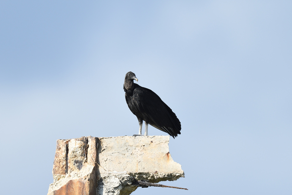 Black Vulture from Cozumel, Quintana Roo, Mexico on July 2, 2022 at 08: ...