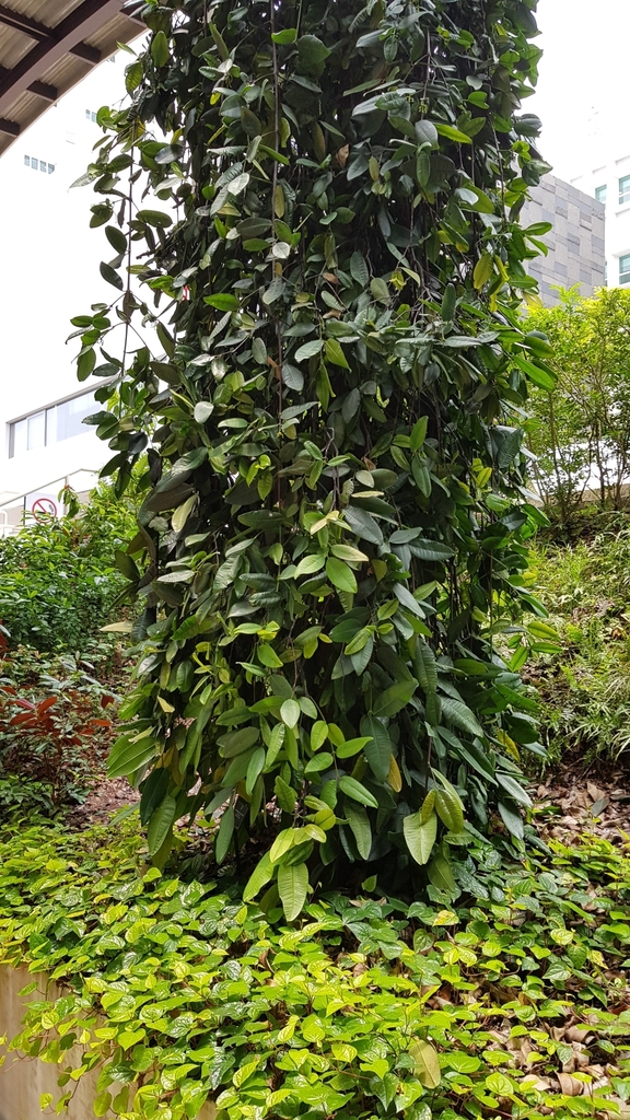 Garcinia cymosa in April 2019 by CheongWeei Gan. form pendula from ...