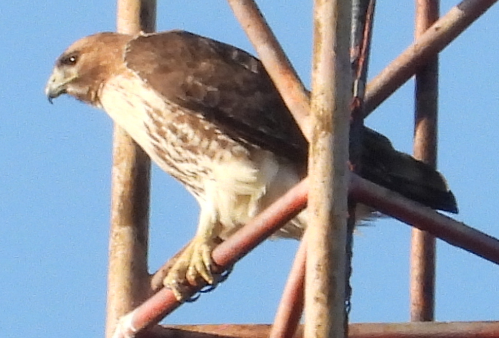 Eastern Red-tailed Hawk from Sligo Creek Golf Course, Sligo Creek ...