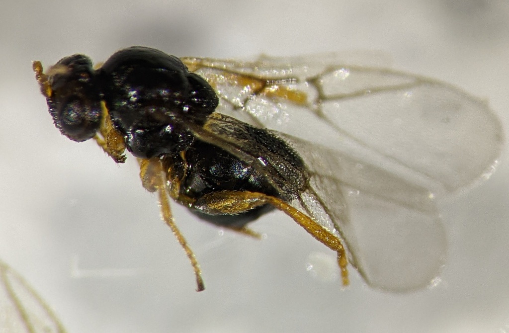 Oak Gall Wasps from Rosewood, Austin, TX 78702, USA on March 11, 2024 ...