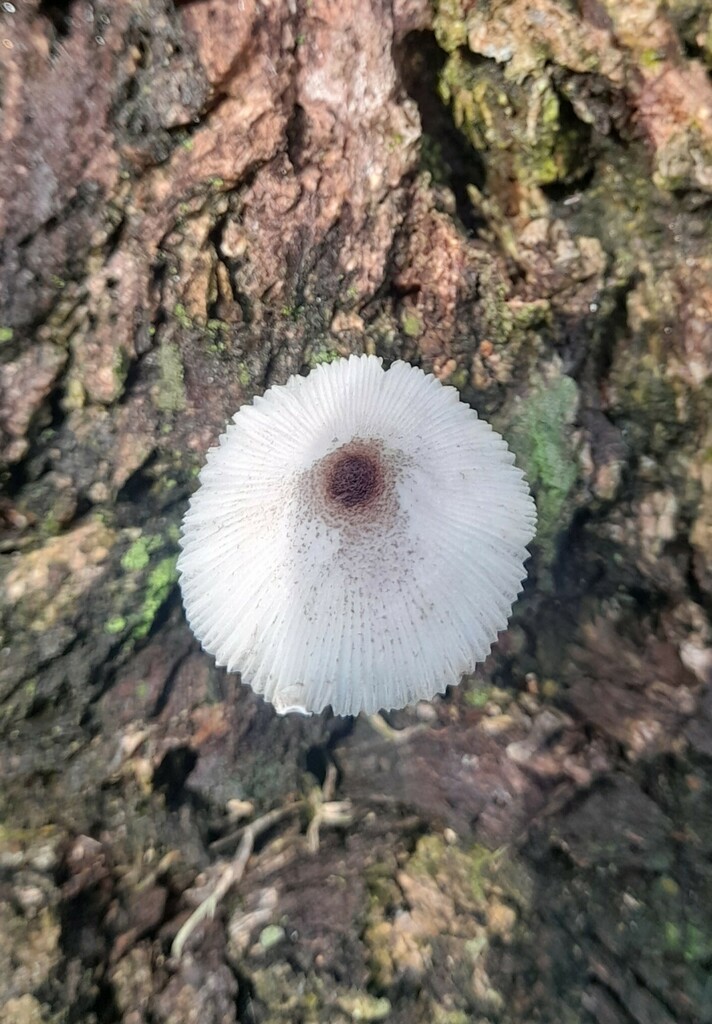 Skullcap Dapperling from Escuintla, Chis., México on October 16, 2023 ...