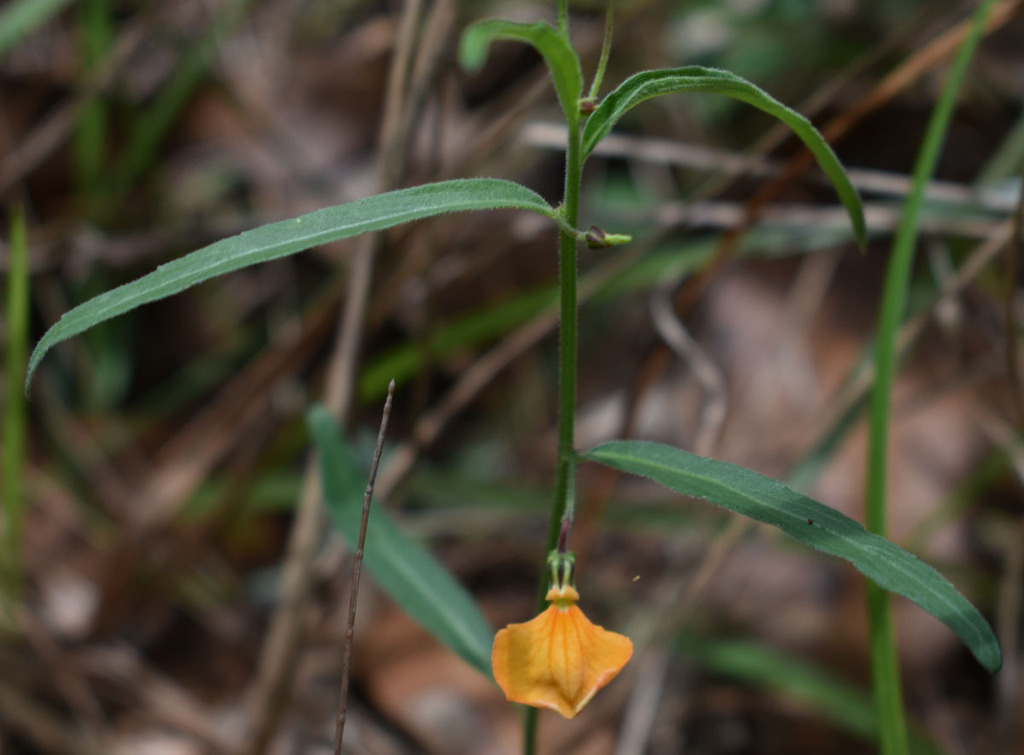 spade flower from Koombooloomba QLD 4872, Australia on December 20 ...