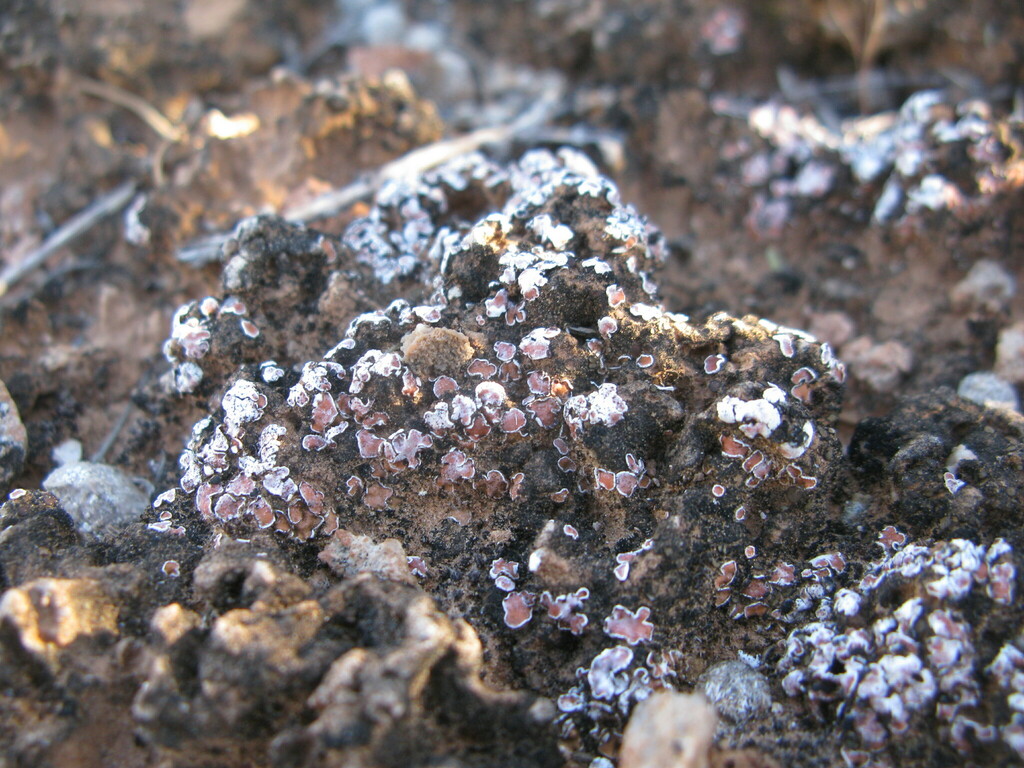 Blushing Scale from Mohave County, AZ, USA on May 17, 2018 at 08:27 PM ...