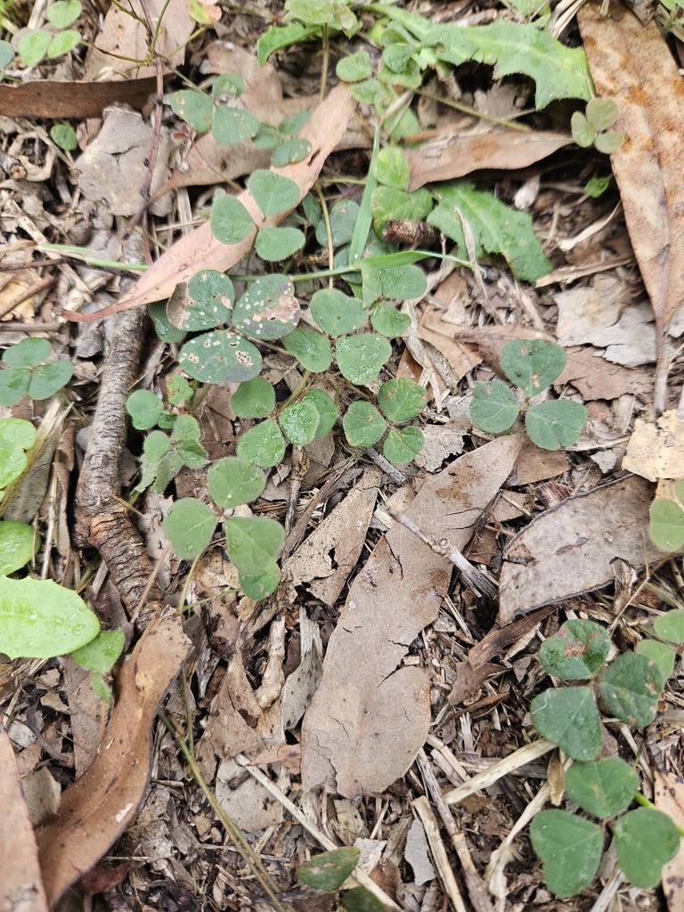 Pullenia gunnii in March 2024 by PeterCopping · iNaturalist