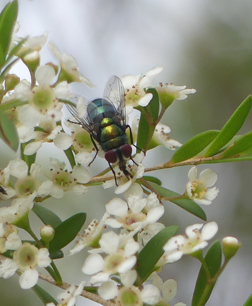 Blow Flies in March 2024 by matthewlh · iNaturalist