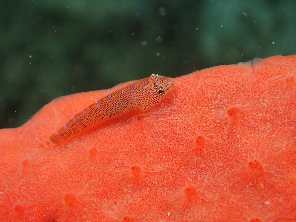 Eastern Cleaner Clingfish from Jervis Bay, AU-JB, AU on March 8, 2024 ...
