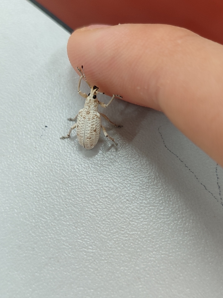 Broad-nosed Weevils from Rio Branco, BR-AC, BR on October 9, 2023 at 08 ...