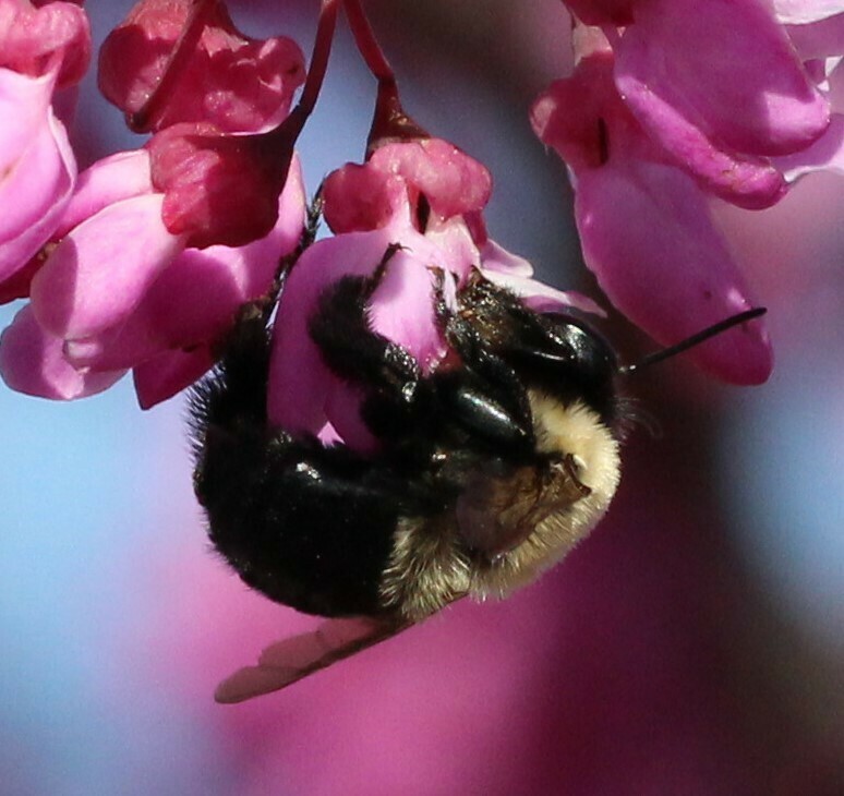 Blueberry Digger Bee from Longview, TX, USA on March 11, 2024 at 04:40 ...