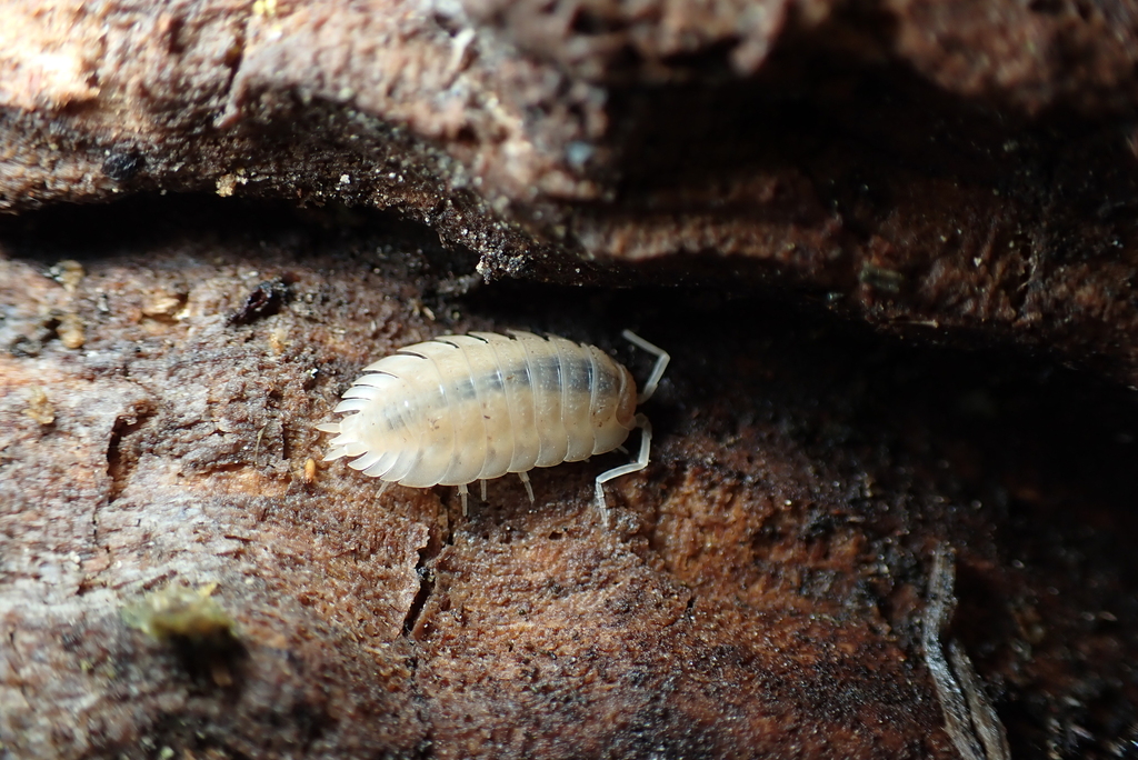 Common Shiny Woodlouse from Pierce, Washington, United States on March ...