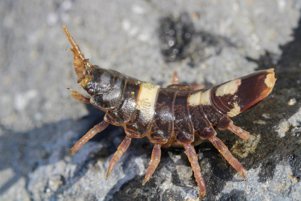 Rockweed isopod from Dunes City, OR 97439, USA on March 6, 2024 at 05: ...