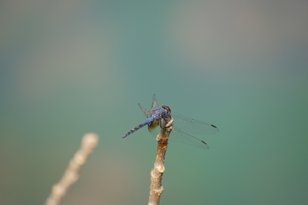 Indigo Dropwing in July 2023 by shawnnn · iNaturalist