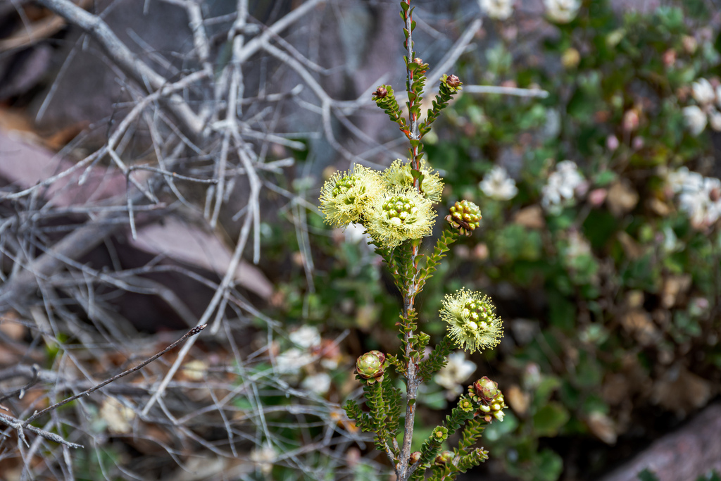Melaleuca densa from Stirling Range National Park WA 6338, Australia on ...