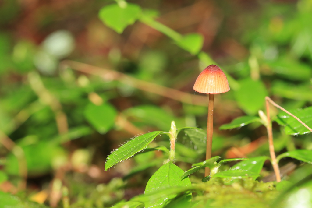 Bleeding Bonnet from Island County, WA, USA on December 23, 2023 at 04: ...