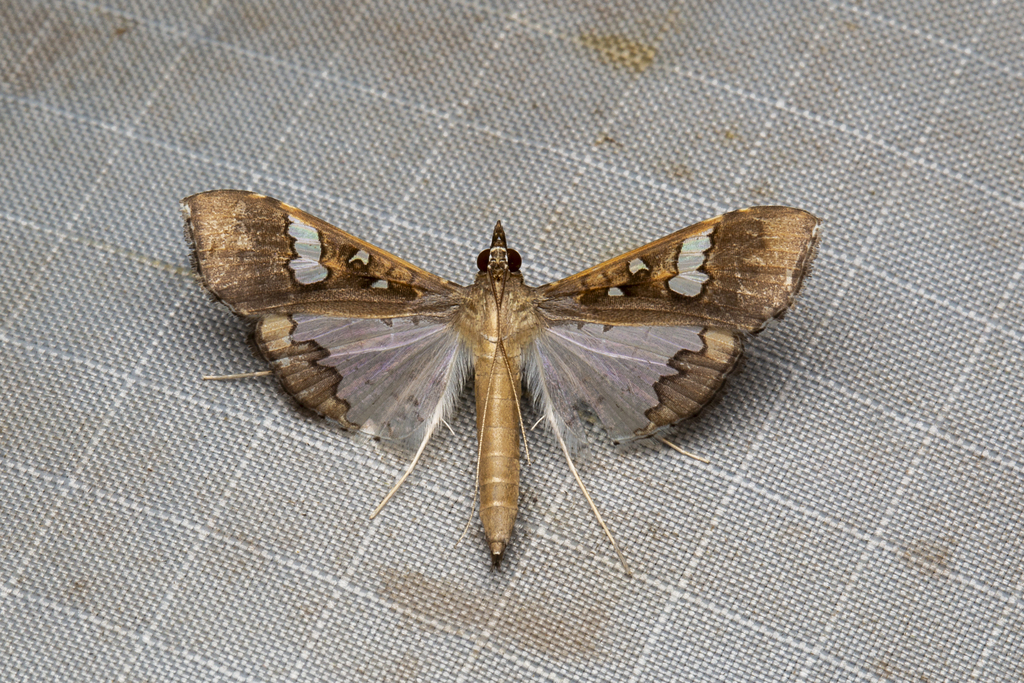 Mung Bean Moth from MCM Nature Discovery Villa (Stephen's Place ...
