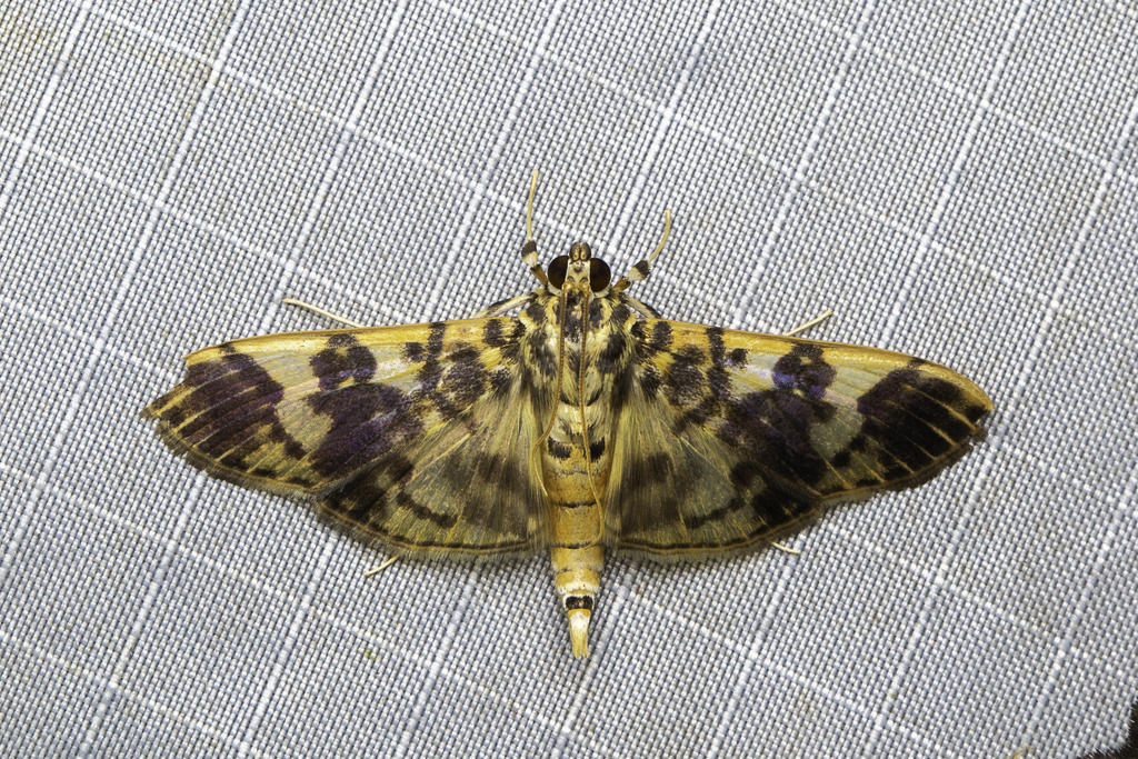 Patania iopasalis from MCM Nature Discovery Villa (Stephen's Place ...