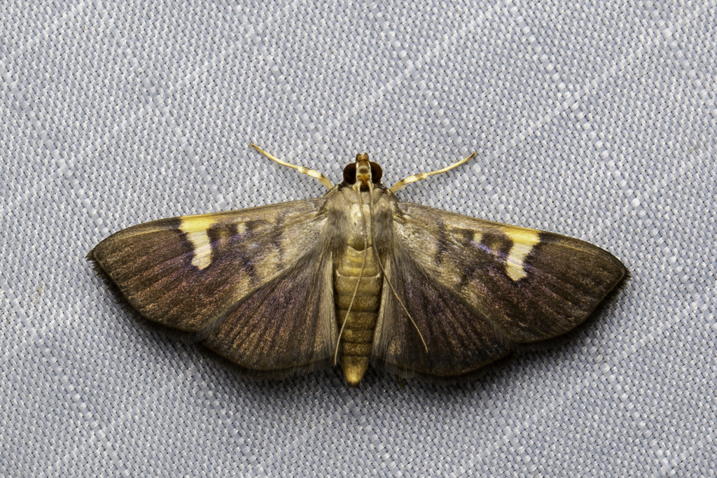 Patania concatenalis from MCM Nature Discovery Villa (Stephen's Place ...