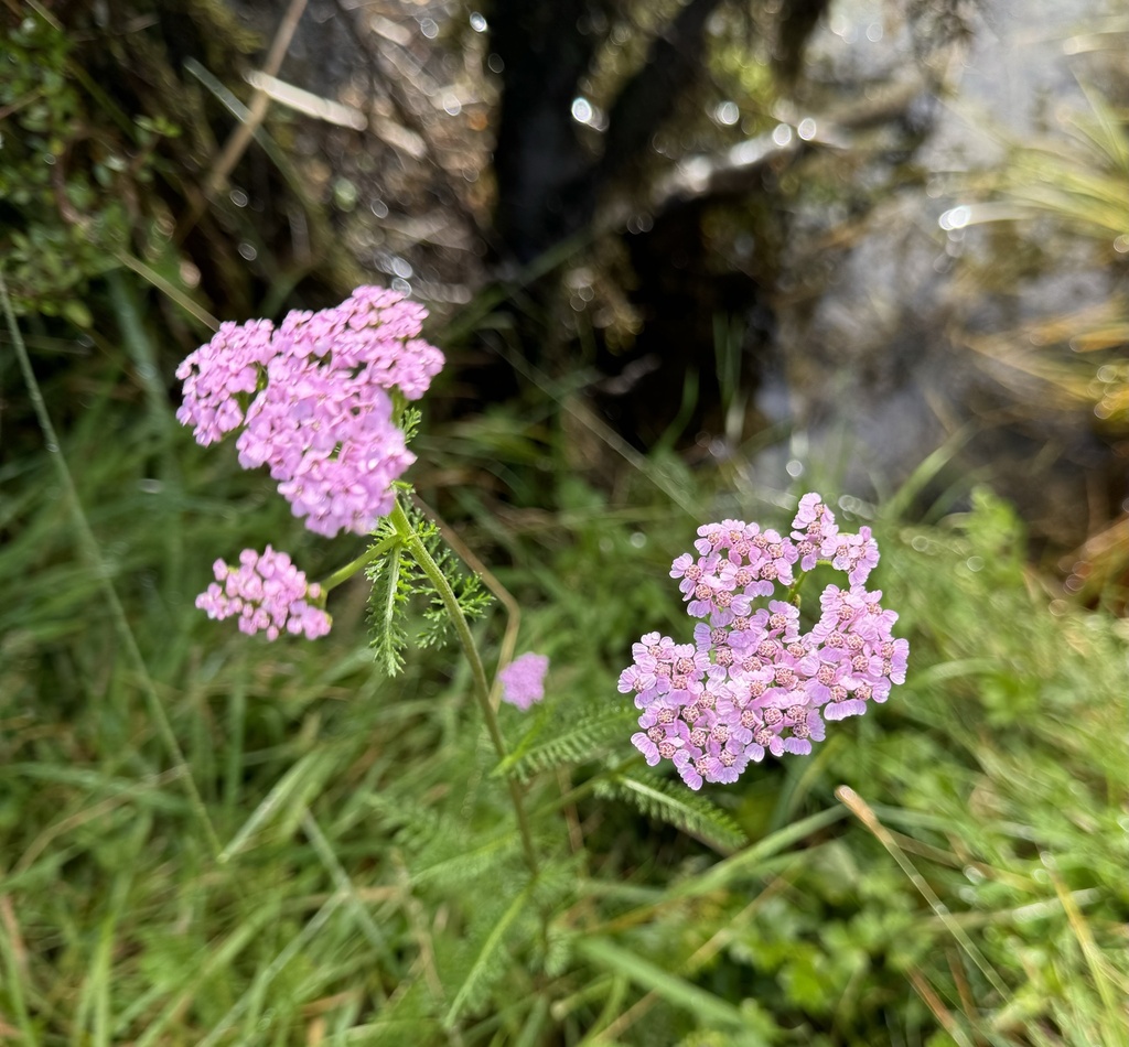 common yarrow from Clinton River, Fiordland National Park, Southland ...