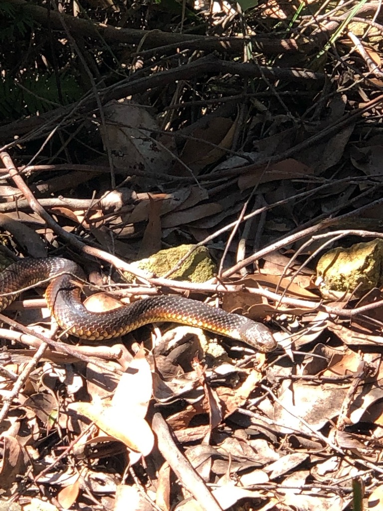 Highlands Copperhead from Gloucester, AU-NS, AU on April 24, 2019 at 12 ...