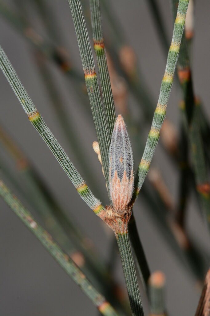 Winged and Once-winged Insects from Wilsons Promontory VIC 3960 ...
