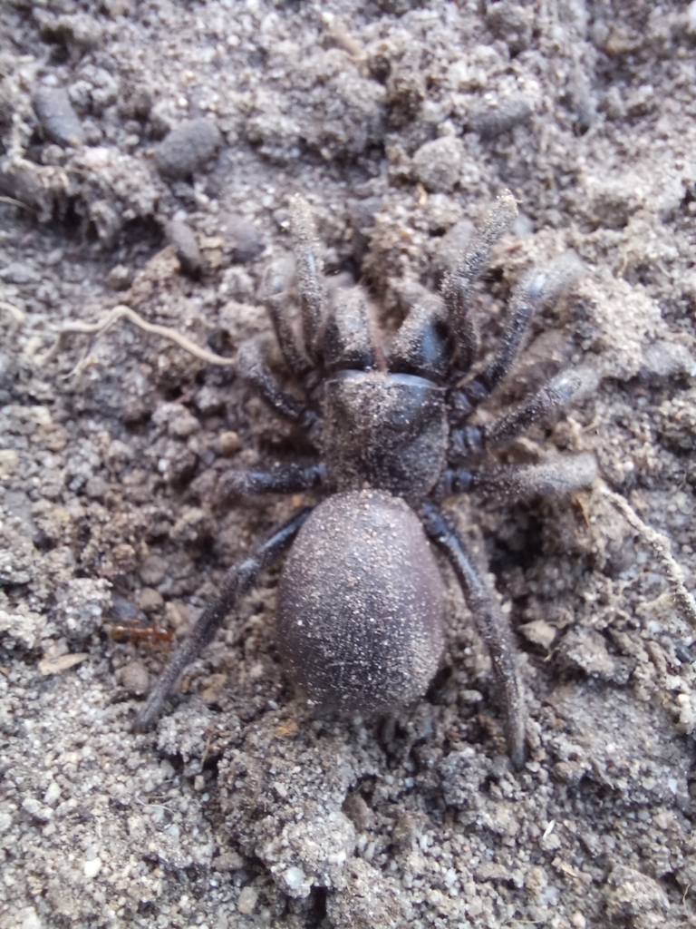 Hadronyche from Walang NSW 2795, Australia on March 13, 2024 at 06:01 ...
