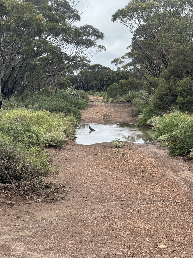 Grey Currawong from Madura Roadhouse, WA, AU on March 13, 2024 at 11:30 ...