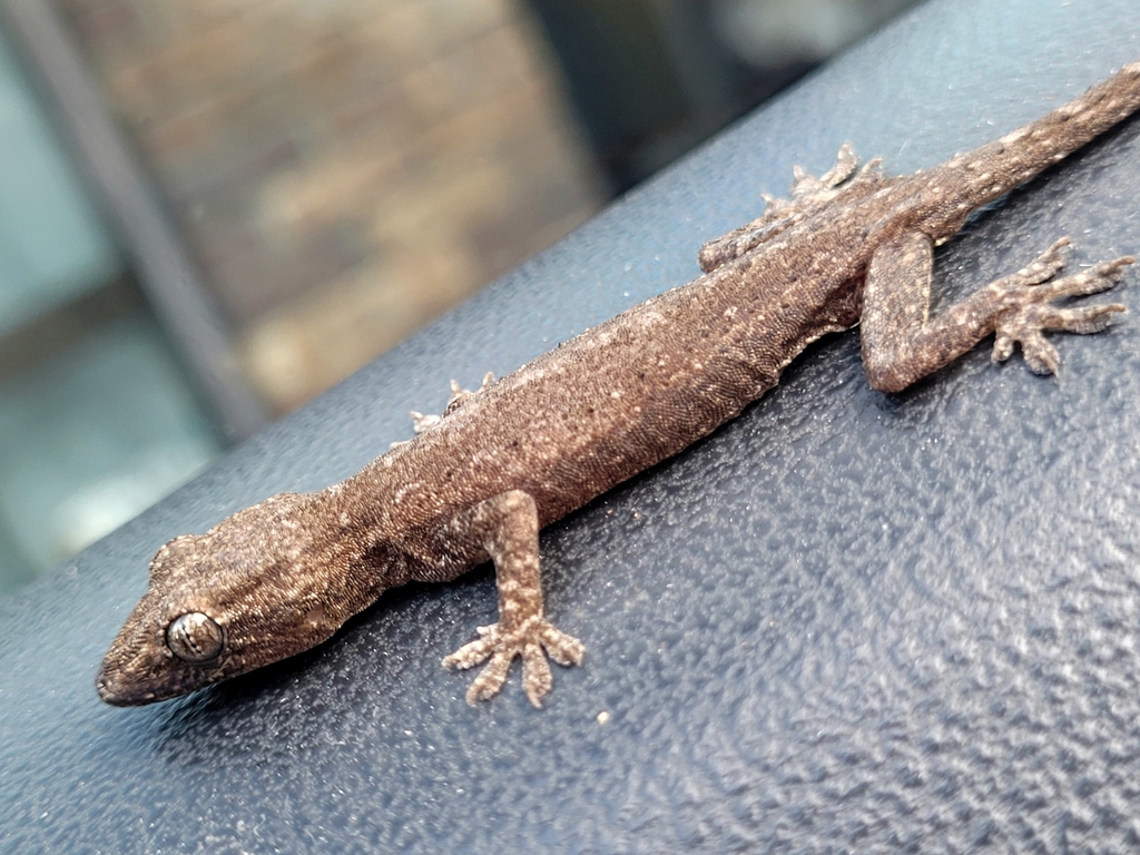 Asian House Gecko from East Ballina NSW 2478, Australia on March 12 ...