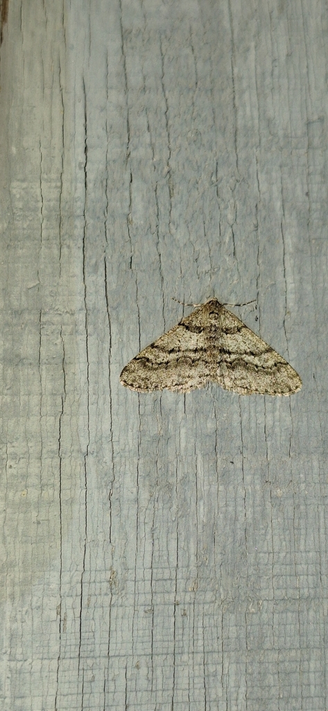 Half-wing Moth in March 2024 by crazywolf828 · iNaturalist